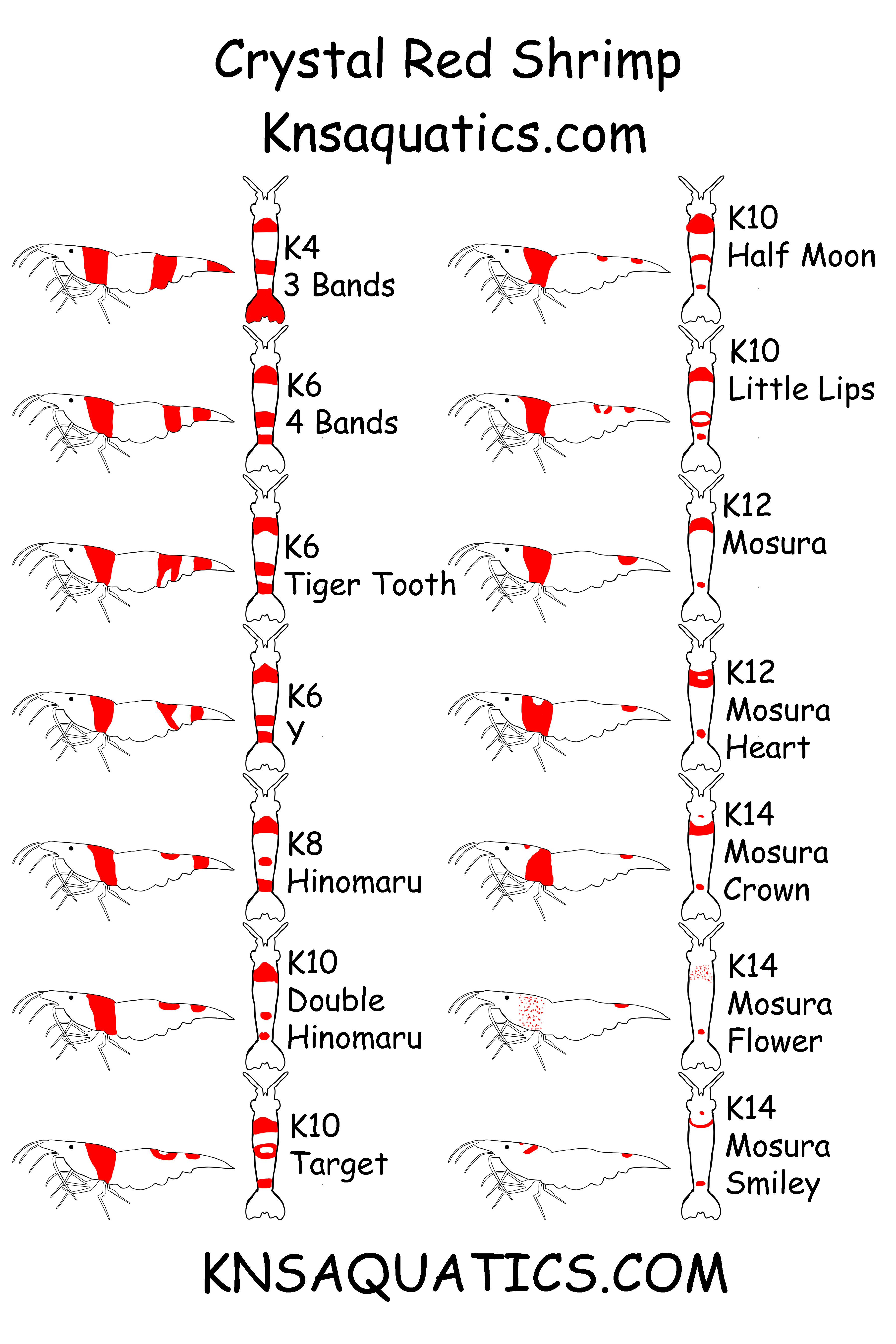 Shrimp Grading – KNSAquatics