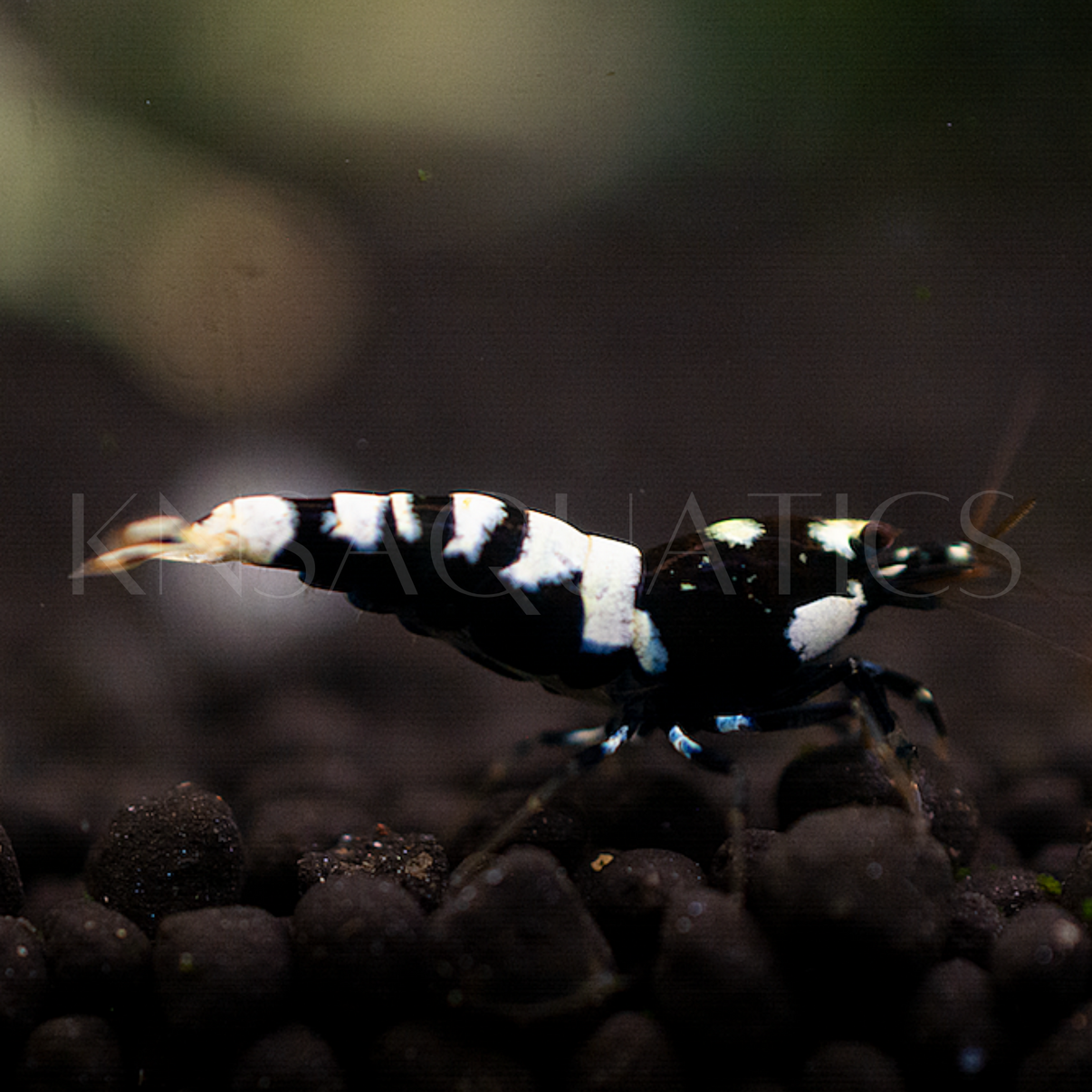 Black Galaxy Pinto Caridina Shrimp Mixed – KNSAquatics