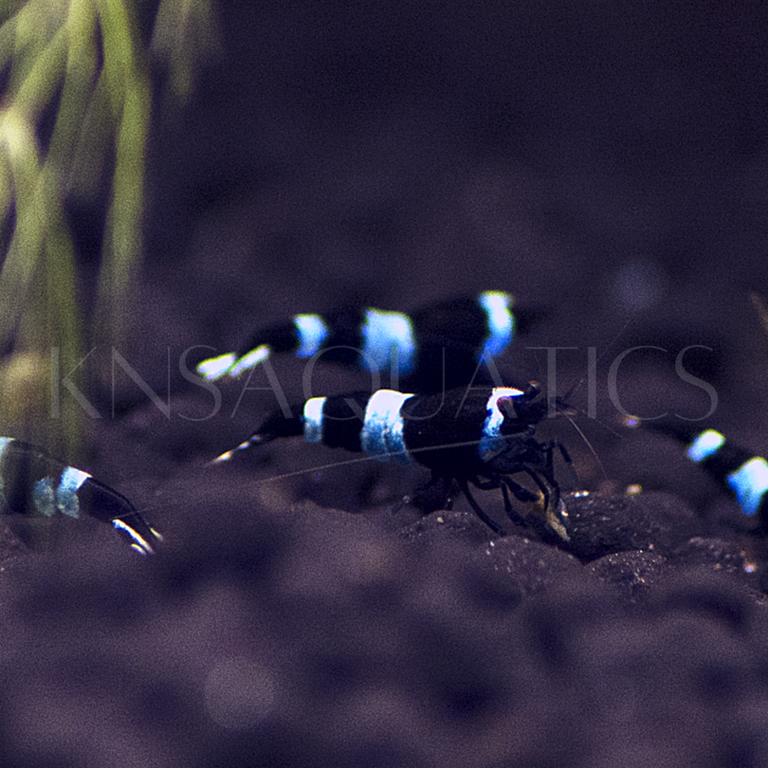 Blue Shadow Panda Caridina Shrimp – KNSAquatics