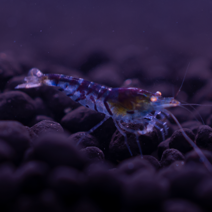 Orange Eye Blue Tiger (OEBT) S Grade Caridina Shrimp – KNSAquatics