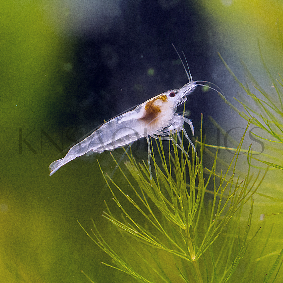 Snowball Neocaridina Shrimp – KNSAquatics